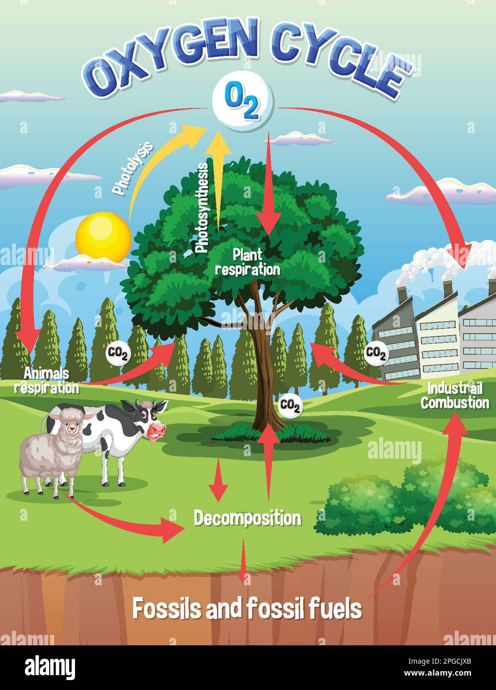 Oxygen Cycle Diagram for Science Education illustration Stock Vector ... Oxygen Cycle Diagram for Science Education illustration Stock Vector ...