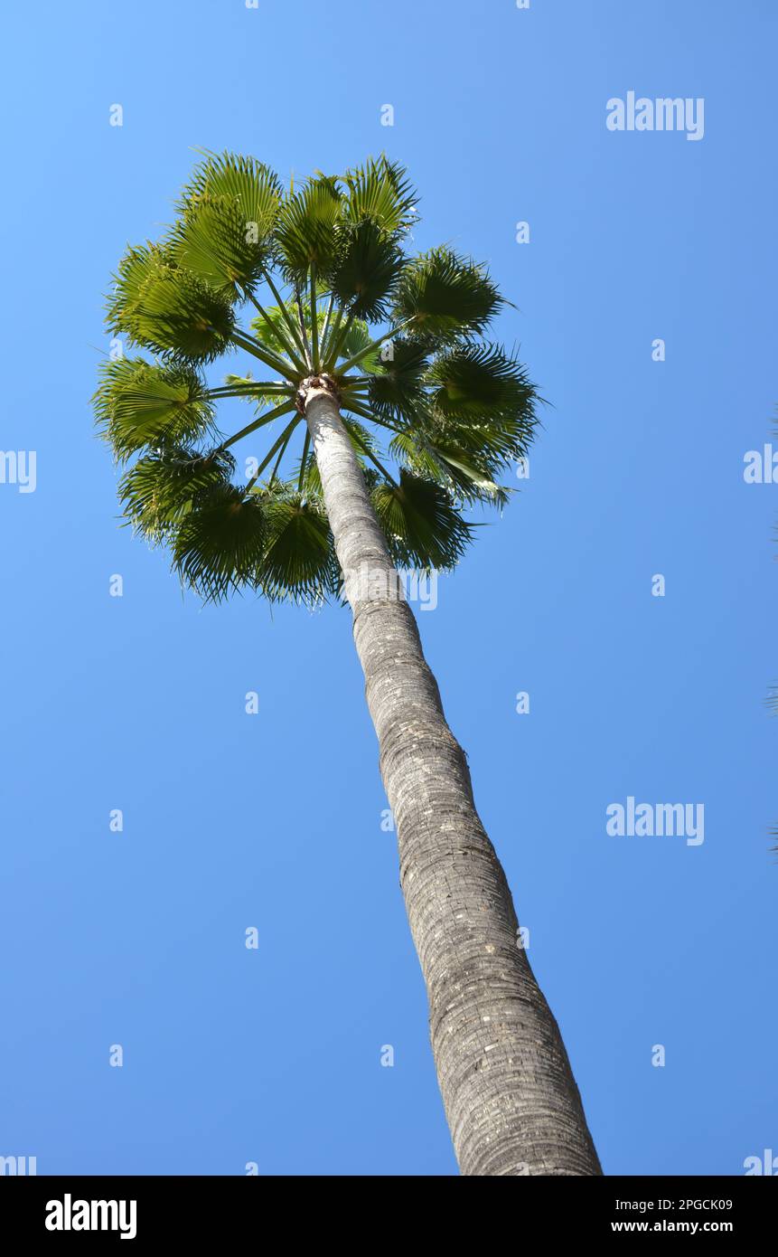 Tree looking up hi-res stock photography and images - Alamy