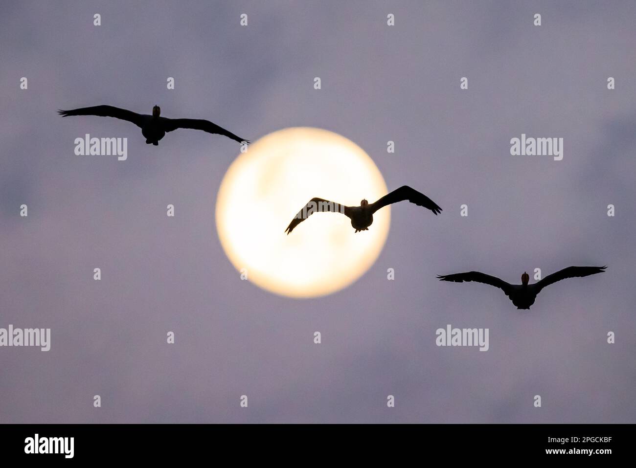 The three birds flying in unison against a stunning backdrop of a ...