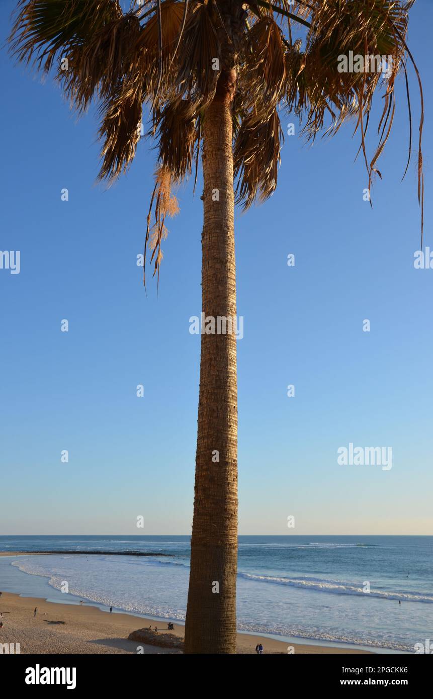 Palm tree blue background hi-res stock photography and images - Alamy