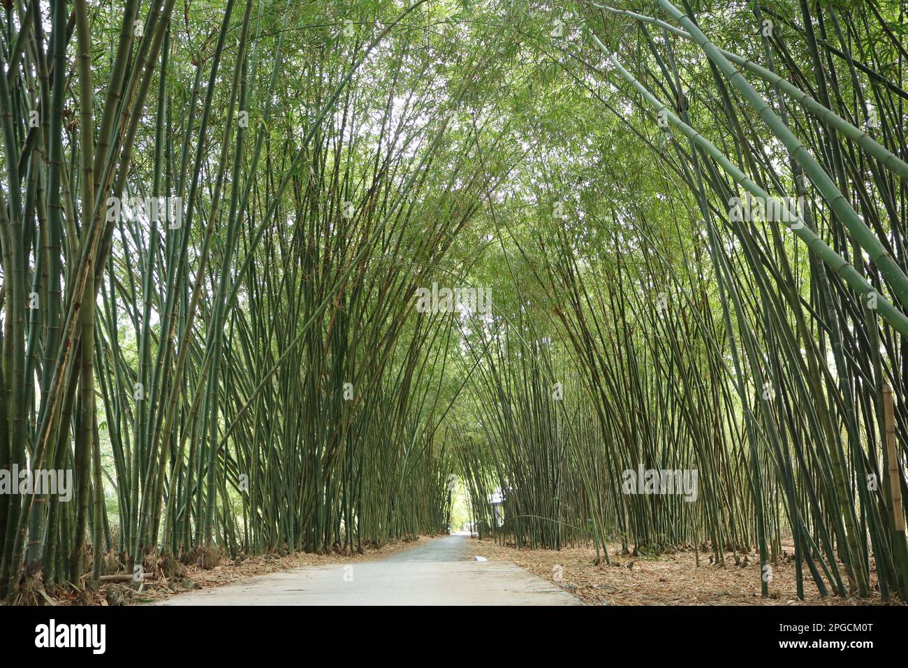 Bamboo forest in spring season day time, in the countryside of Mekong ...
