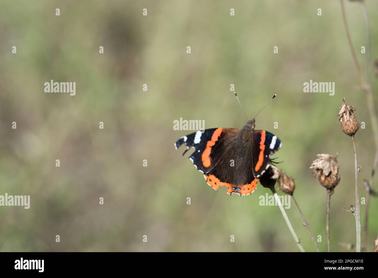 Insetti e fiori hi-res stock photography and images - Alamy