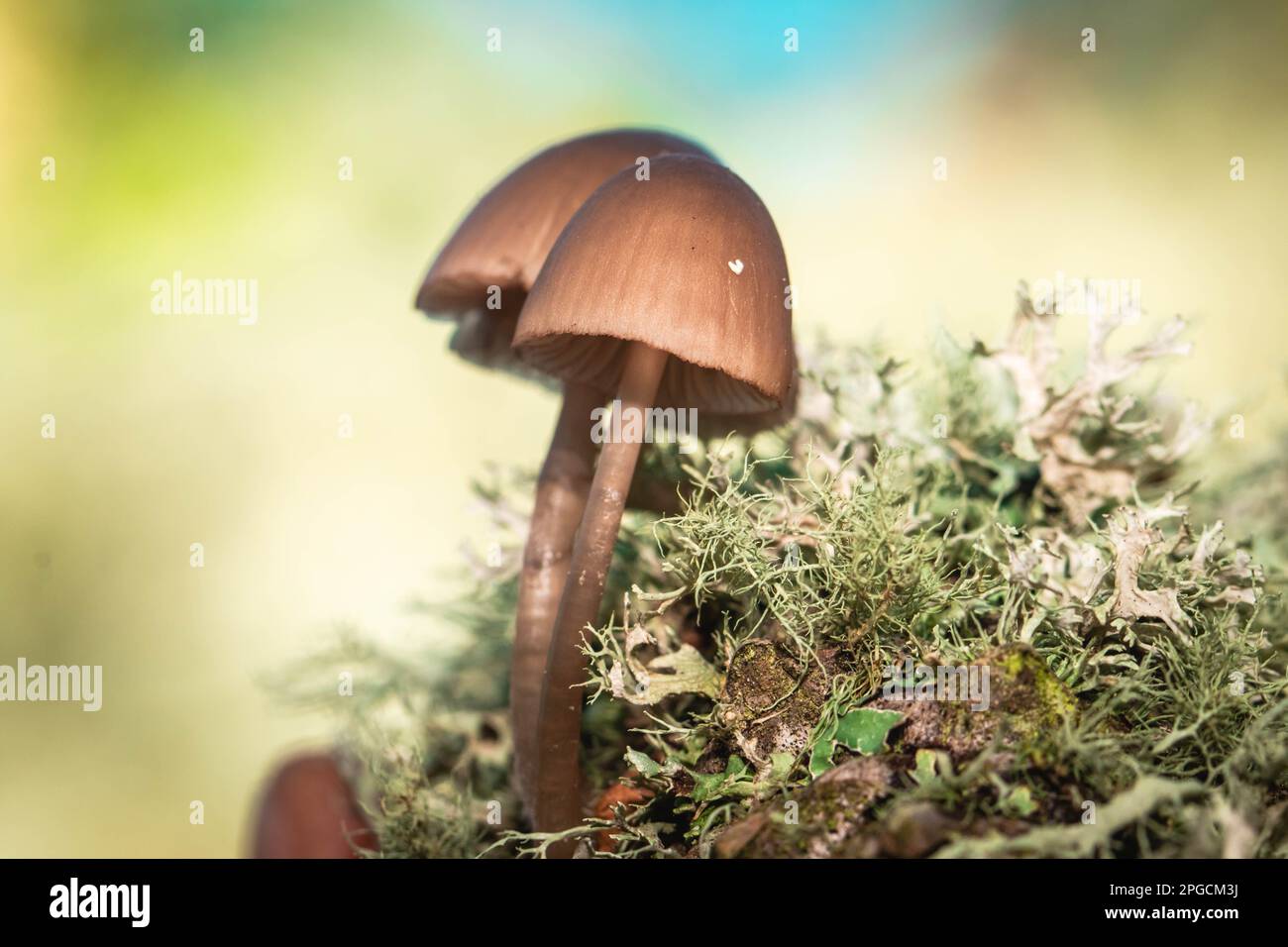 Mycena purpureofusca hi-res stock photography and images - Alamy