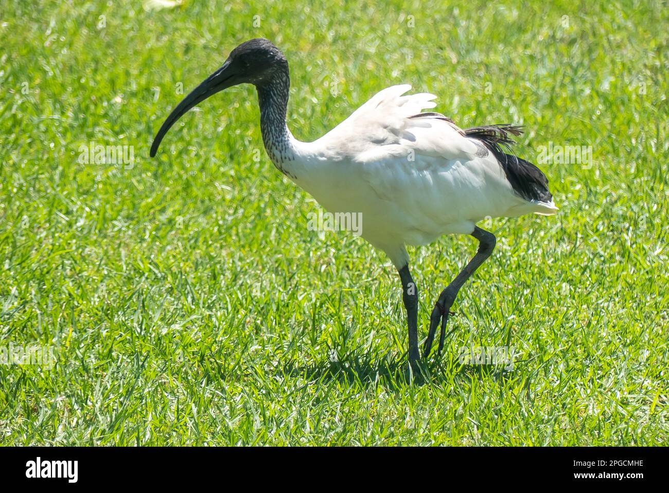 Ibis in Sydney's Botanical Gardens Stock Photo - Alamy