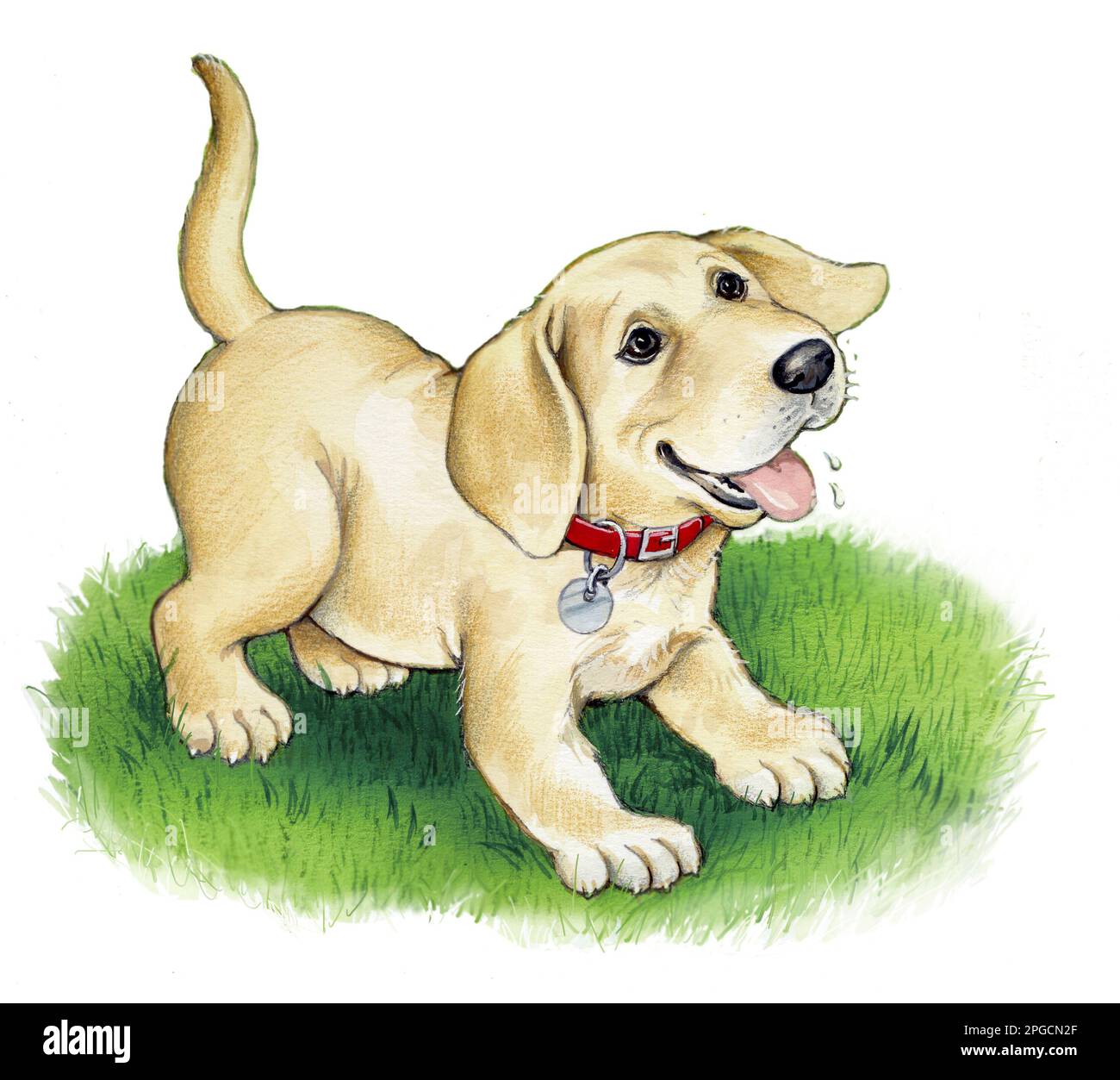 puppy labrador playing on grass Stock Photo - Alamy