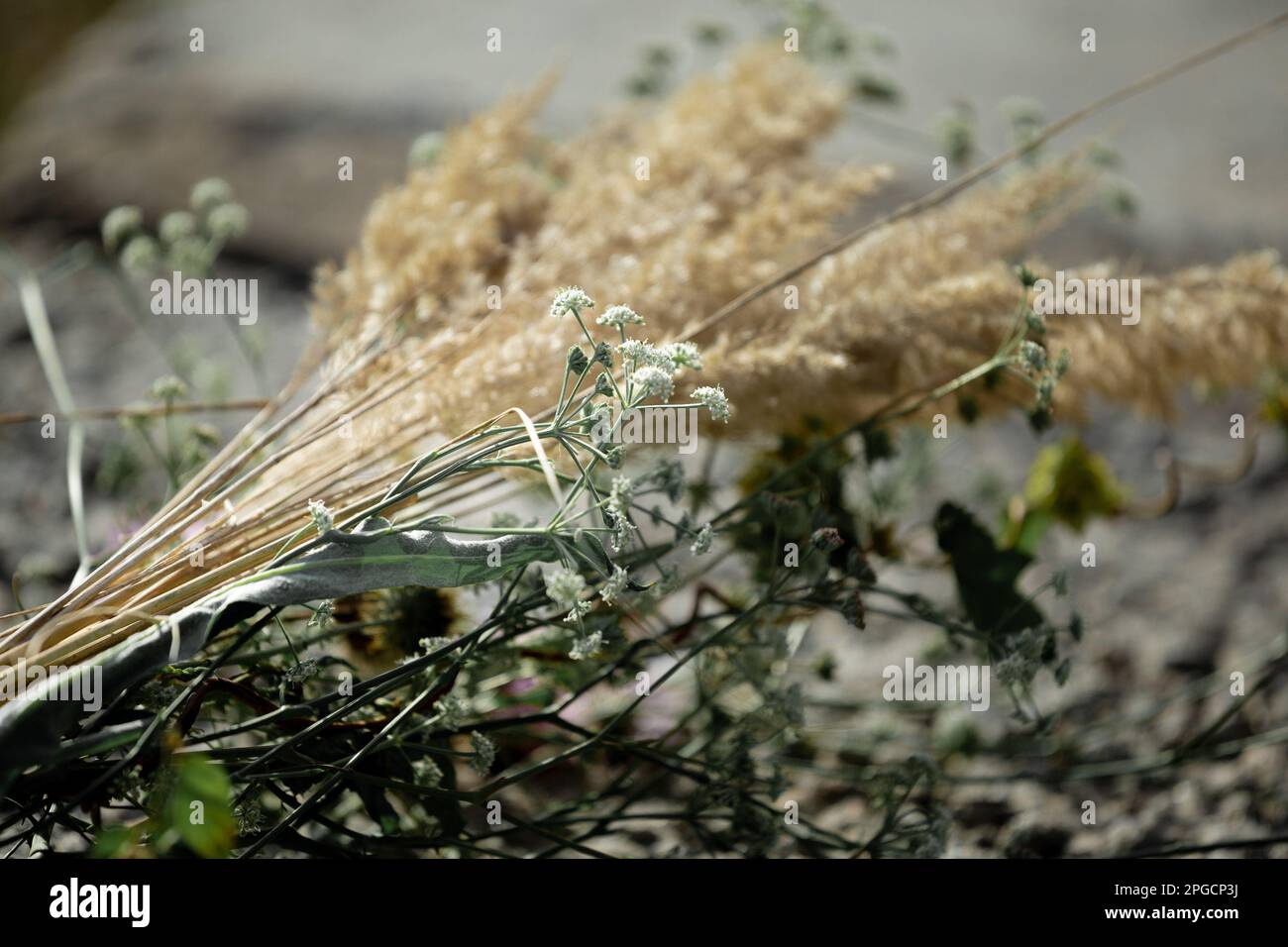 Amazing agriculture sunset landscape.Growth nature harvest. Wheat field ...