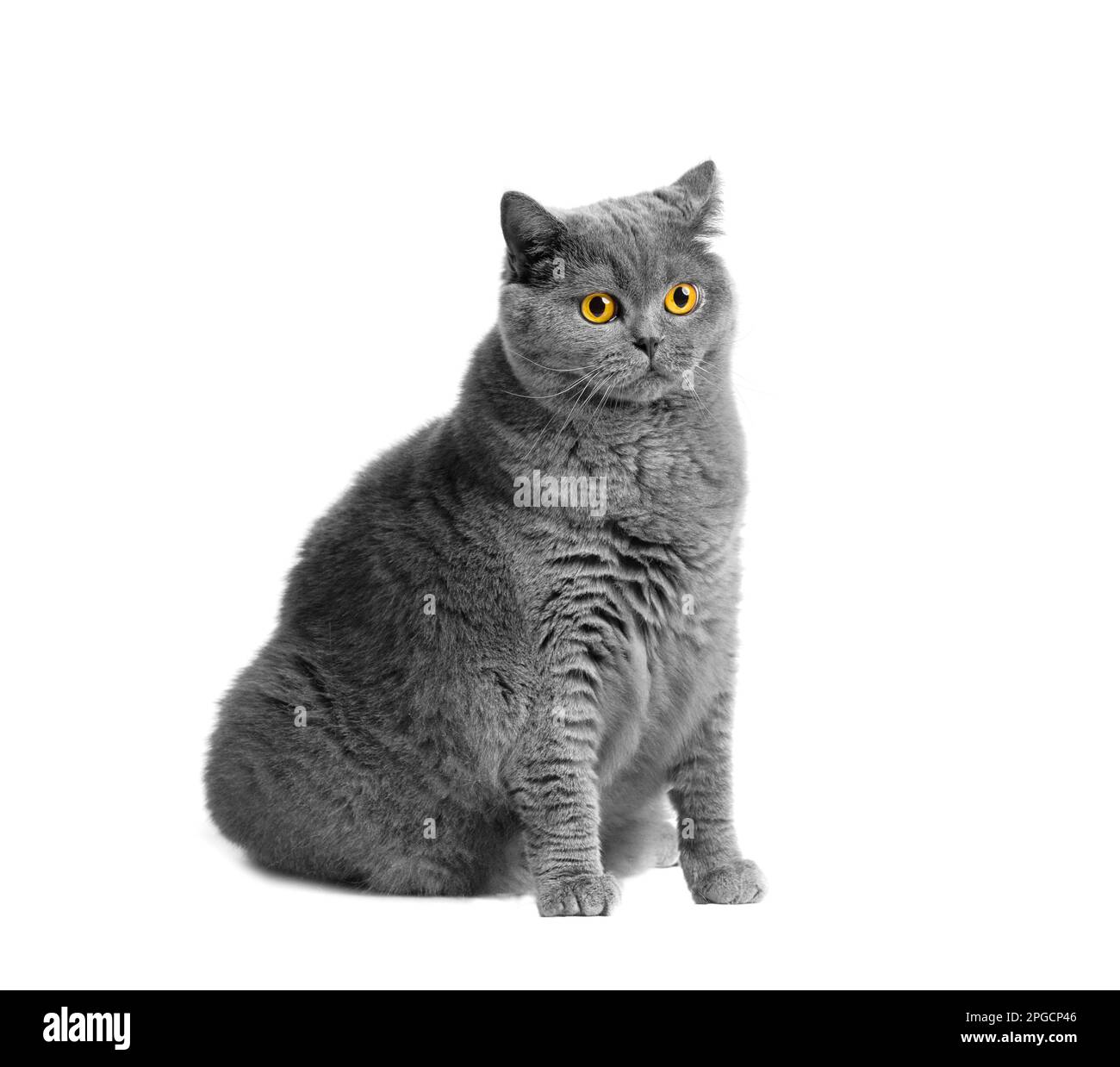 A fat shorthair cat with big red eyes sits on a white background ...