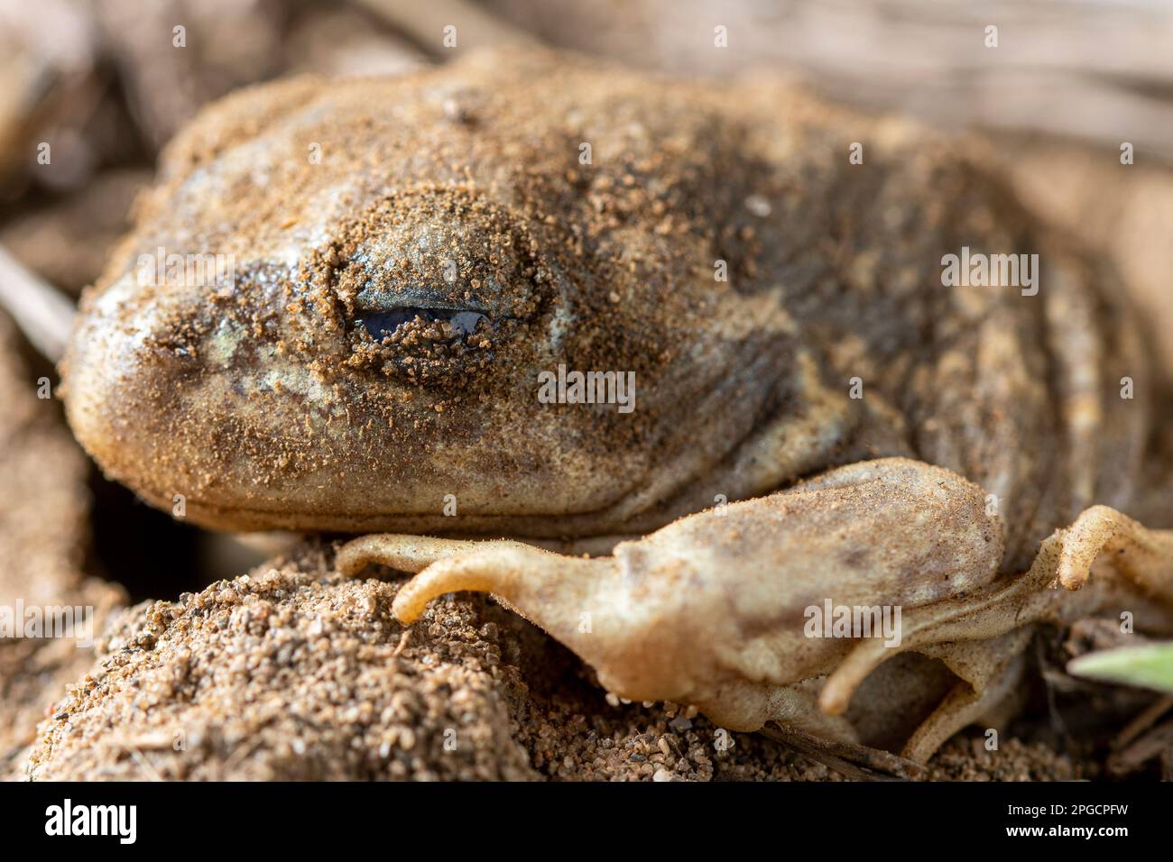 Closeup of small brown Pelobates cultripes toad with eyes closed ...