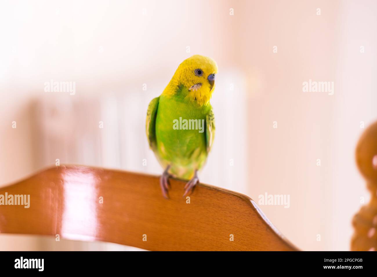 Front view of greenish yellow Budgerigar parrot sitting on polished ...