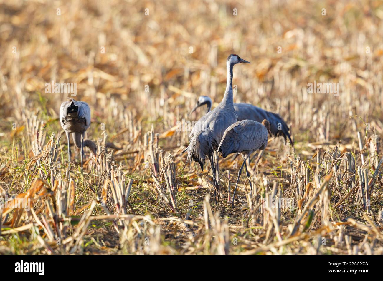 group of common cranes (grus grus) foraging in cultivated land Stock ...