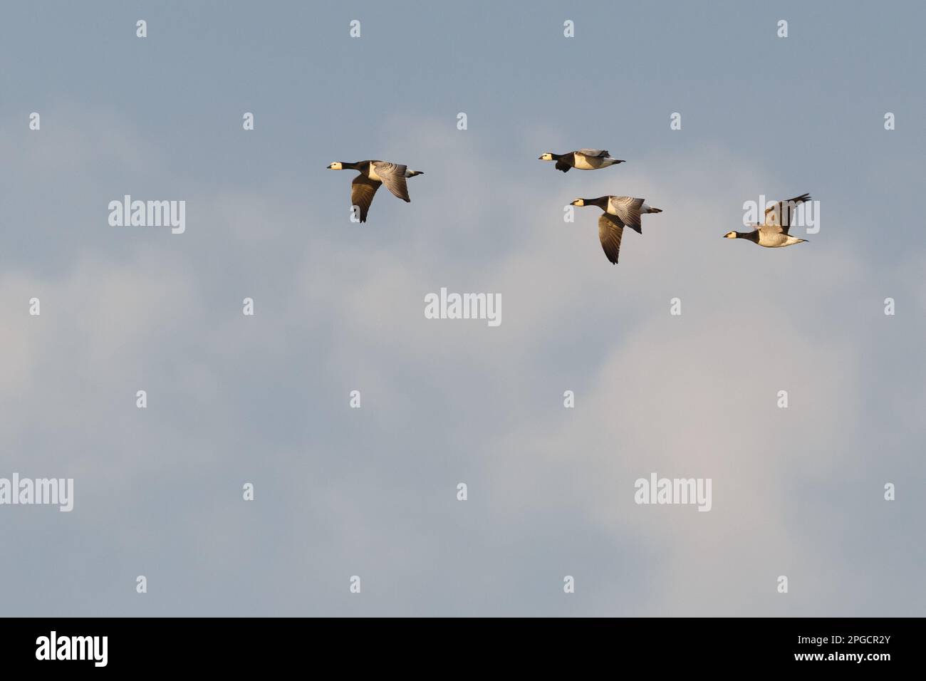group of barnacle geese (branta leucopsis) in flight in cloudy sky ...