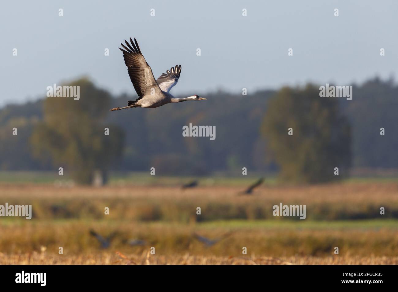 Two cranes flying over hi-res stock photography and images - Alamy