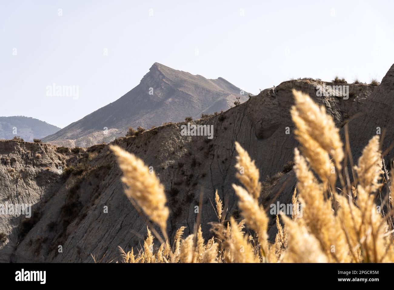 Picturesque view of dry spikelets growing in Tabernas Desert against ...