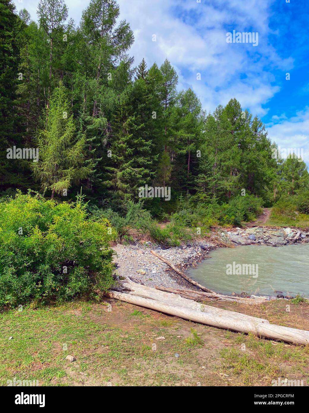 Altai trees hi-res stock photography and images - Alamy