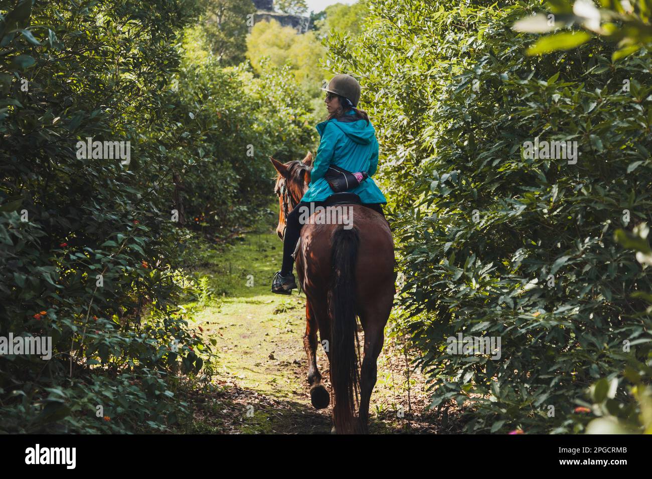 Back view female equestrian in helmet and boots riding chestnut horse ...