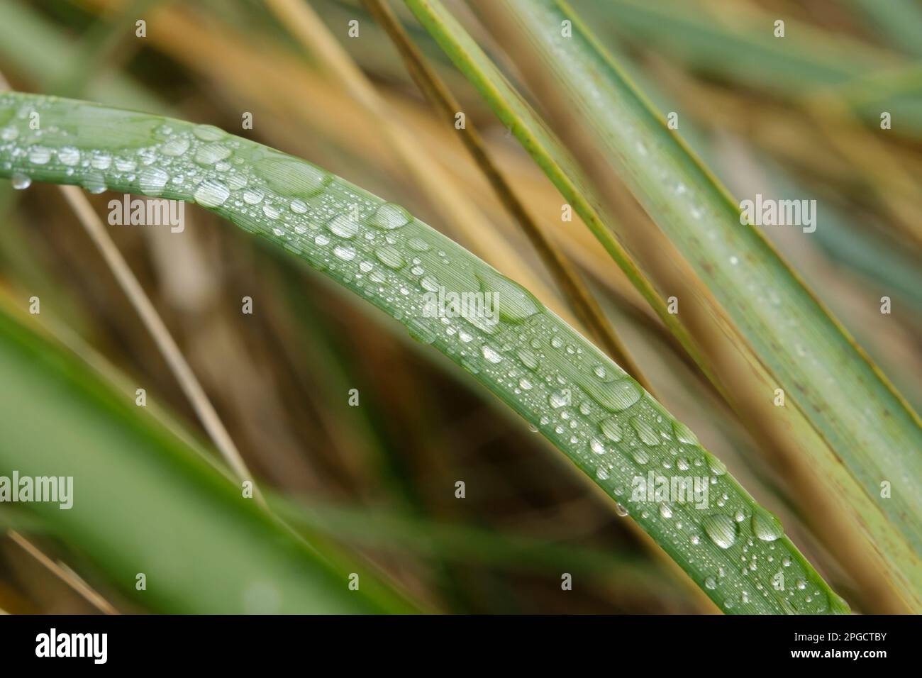 Drip leaf macro hi-res stock photography and images - Alamy