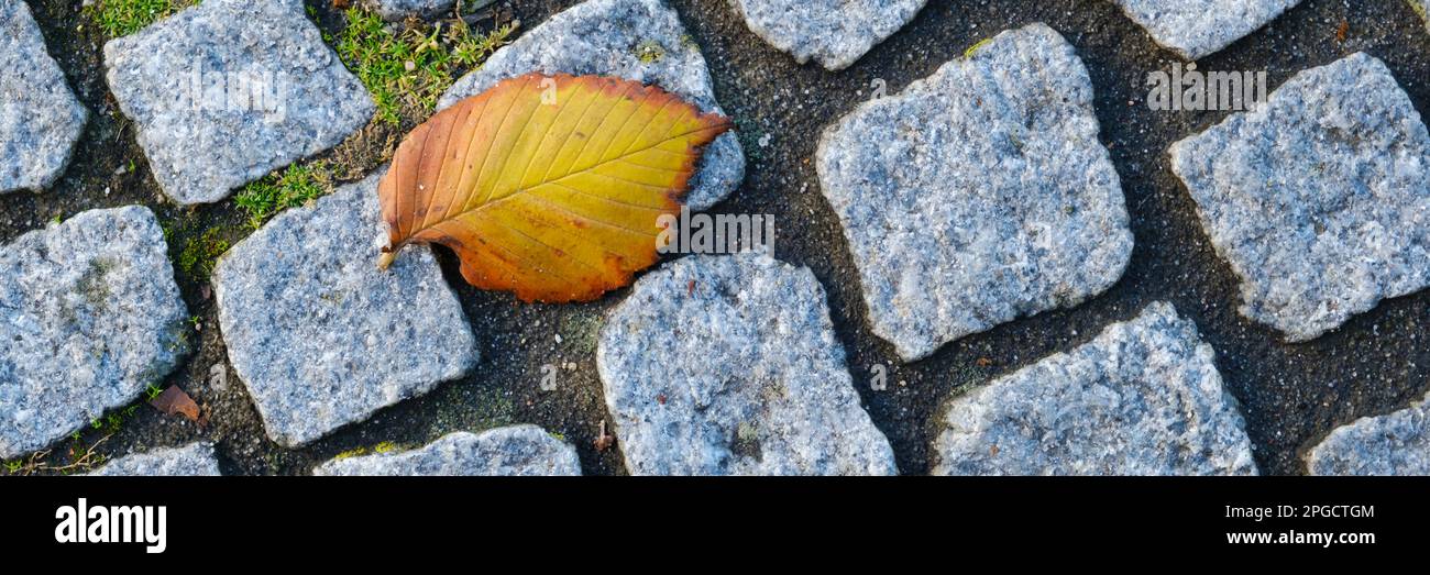 Leaf with autumn color lying on cobble stones on the ground Stock Photo ...