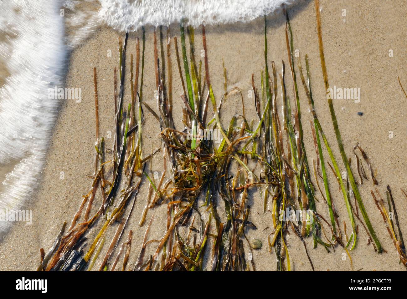 Seaweed at the beach of the Baltic Sea Stock Photo - Alamy