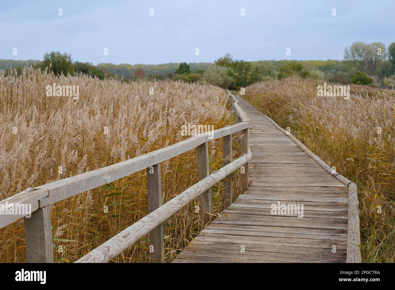 Wooden path through the field of water reed Stock Photo - Alamy