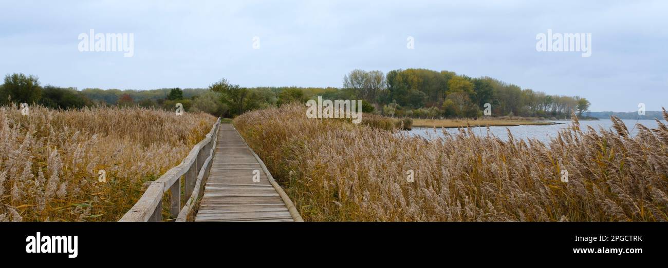 Wooden path through the field of water reed Stock Photo - Alamy