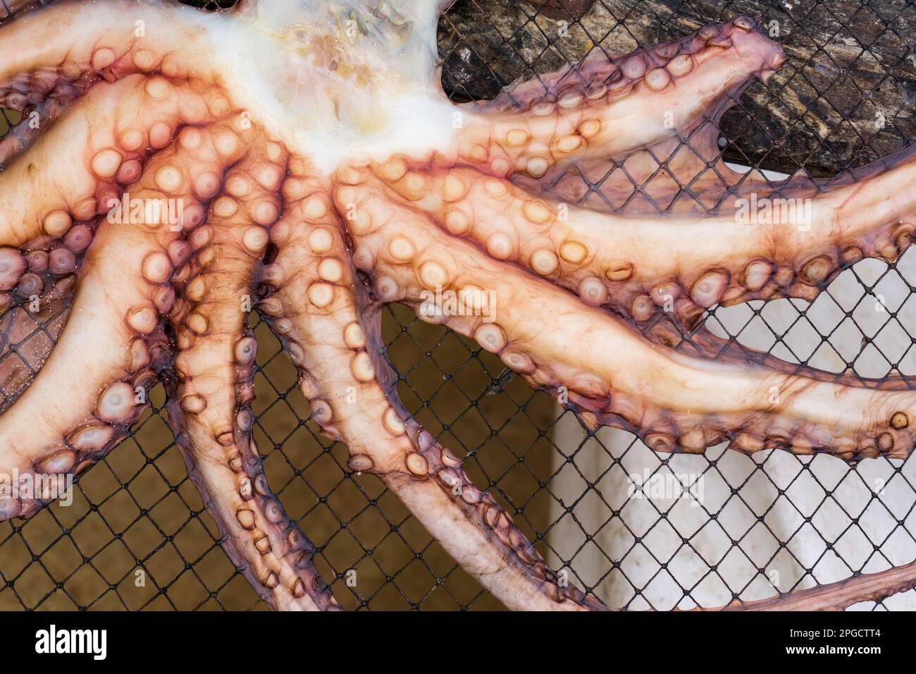 Cooking octopus beach hi-res stock photography and images - Alamy