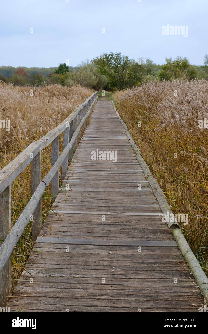 Wooden path through the field of water reed Stock Photo - Alamy