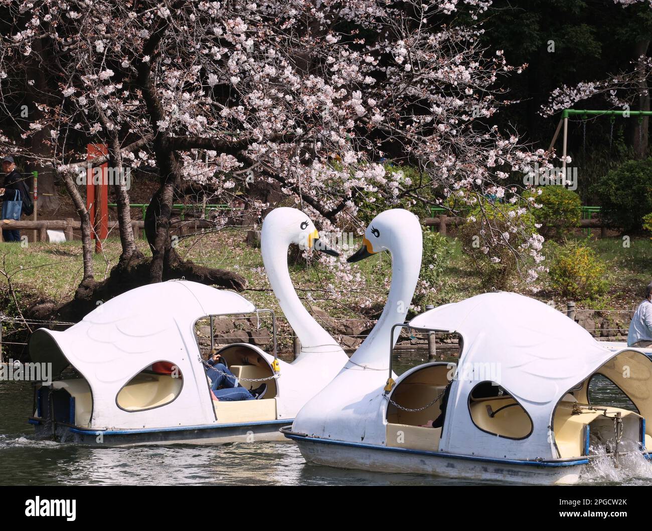 Tokyo, Japan. 22nd Mar, 2023. People enjoy to ride swan boats under ...