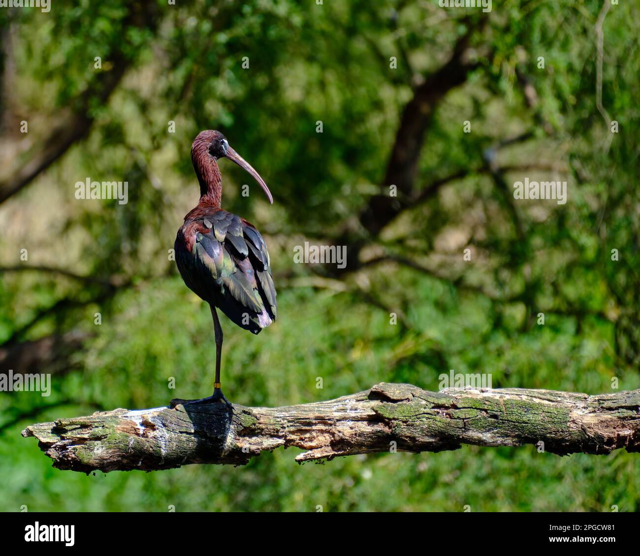 Bird ibis hi-res stock photography and images - Alamy