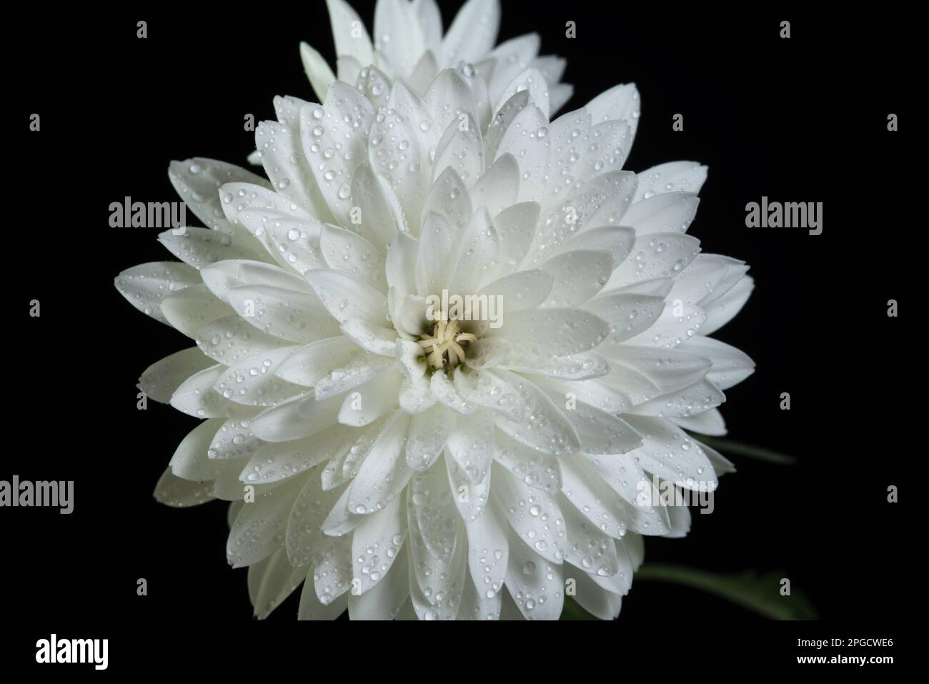 Sfondo bianco studio isolato hi-res stock photography and images - Alamy