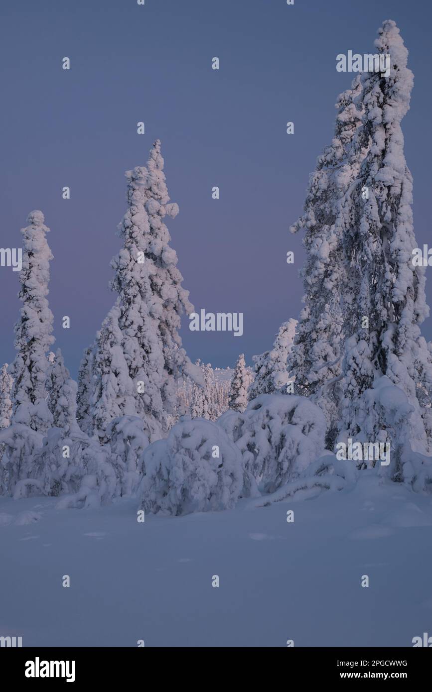 Winter scene in Pallas-Yllästunturi National park, Muonio, Lapland ...