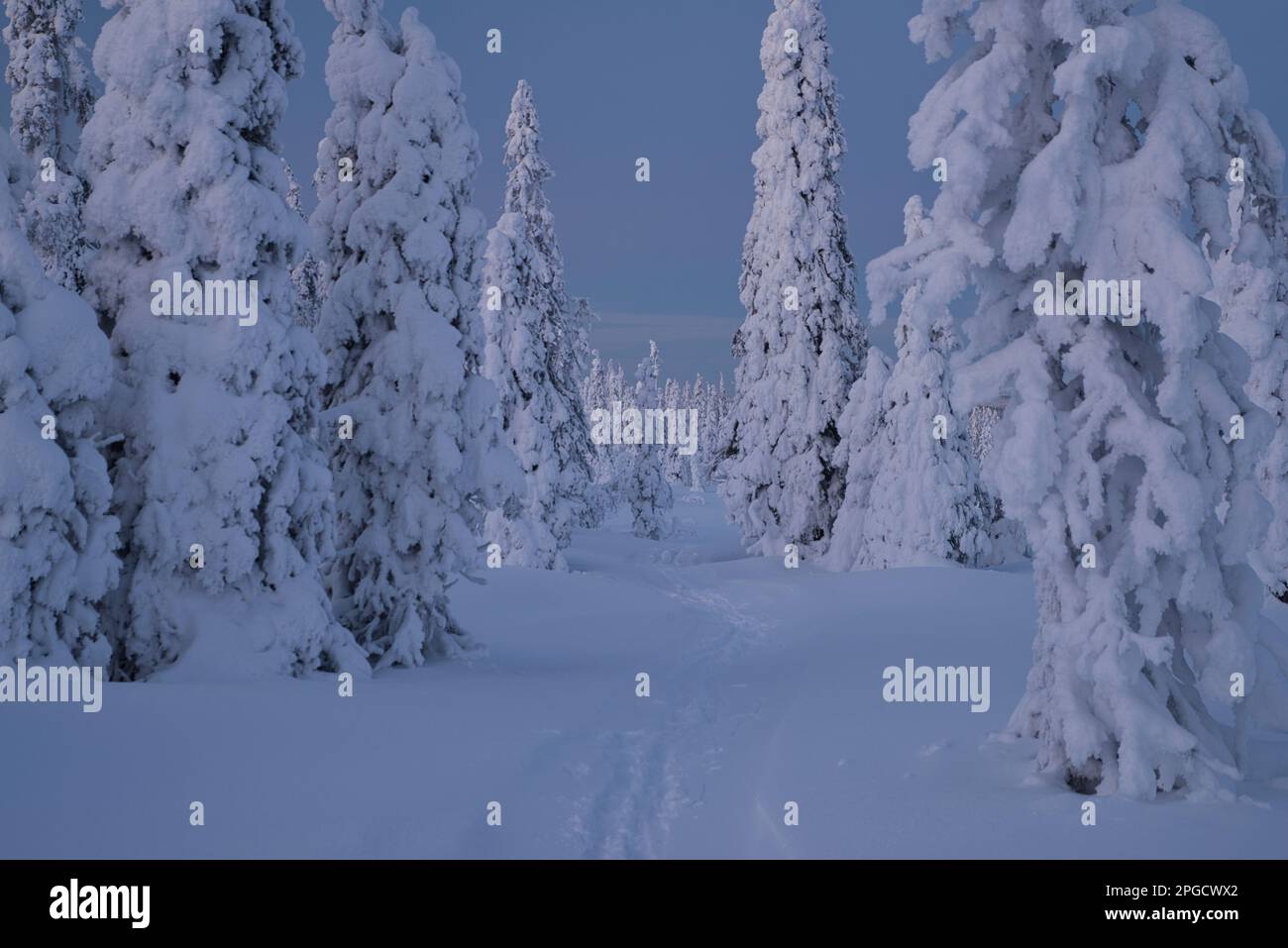 Winter scene in Pallas-Yllästunturi National park, Muonio, Lapland ...