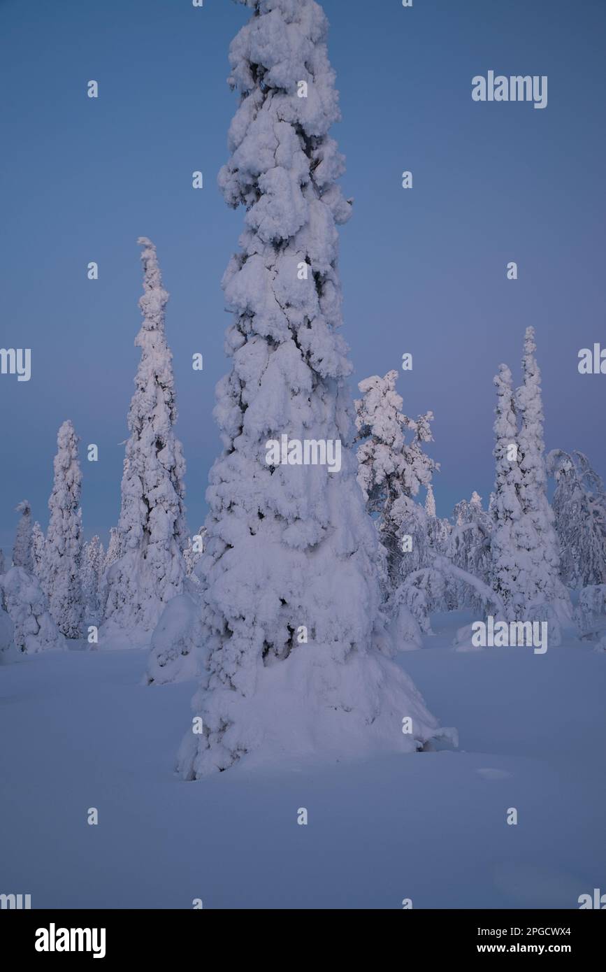 Winter scene in Pallas-Yllästunturi National park, Muonio, Lapland ...