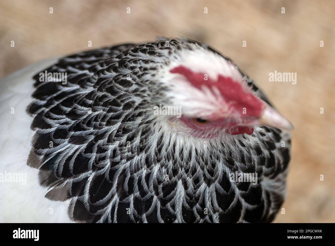 Black and white speckled hen; photo from above Stock Photo - Alamy