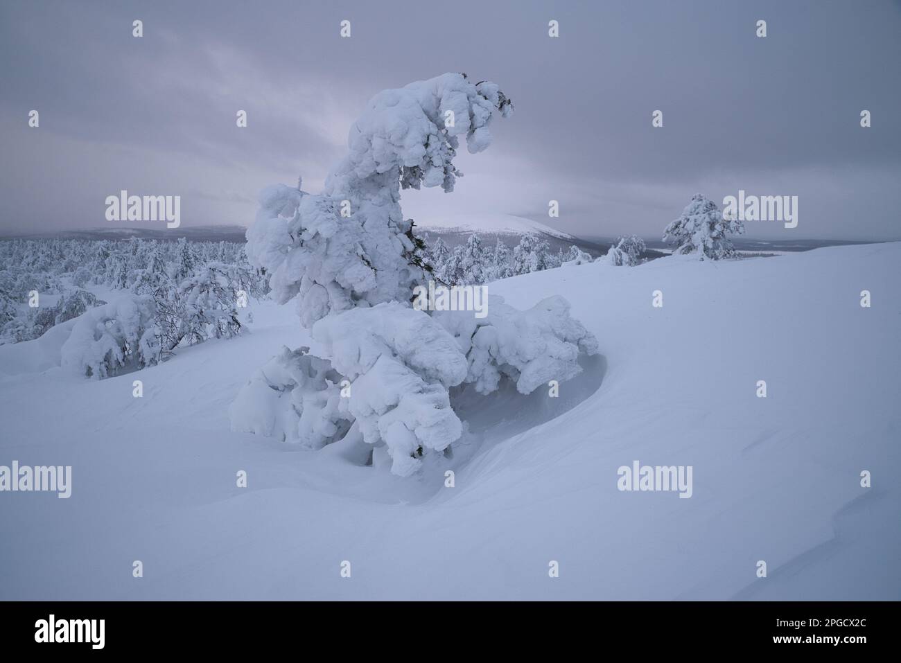 Winter scene in Pallas-Yllästunturi National park, Muonio, Lapland ...