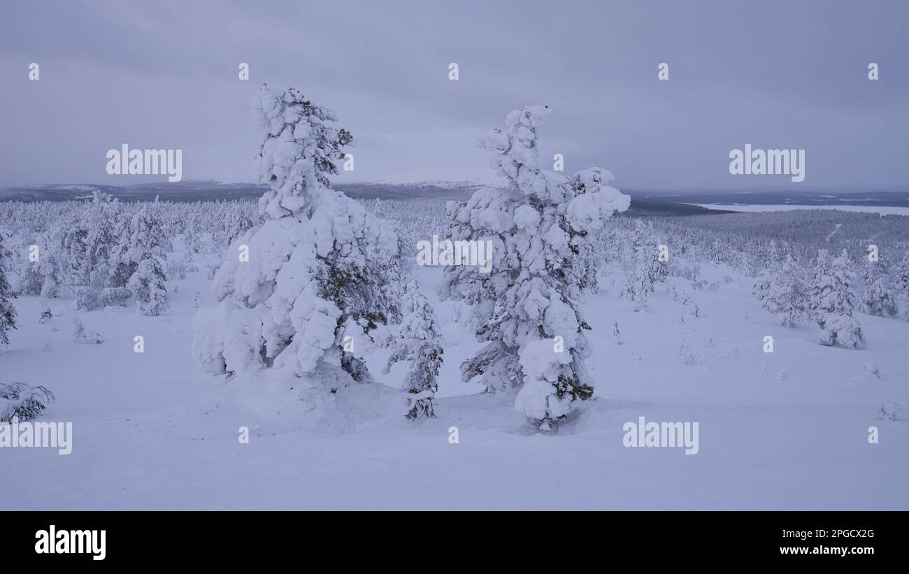 Winter scene in Pallas-Yllästunturi National park, Muonio, Lapland ...
