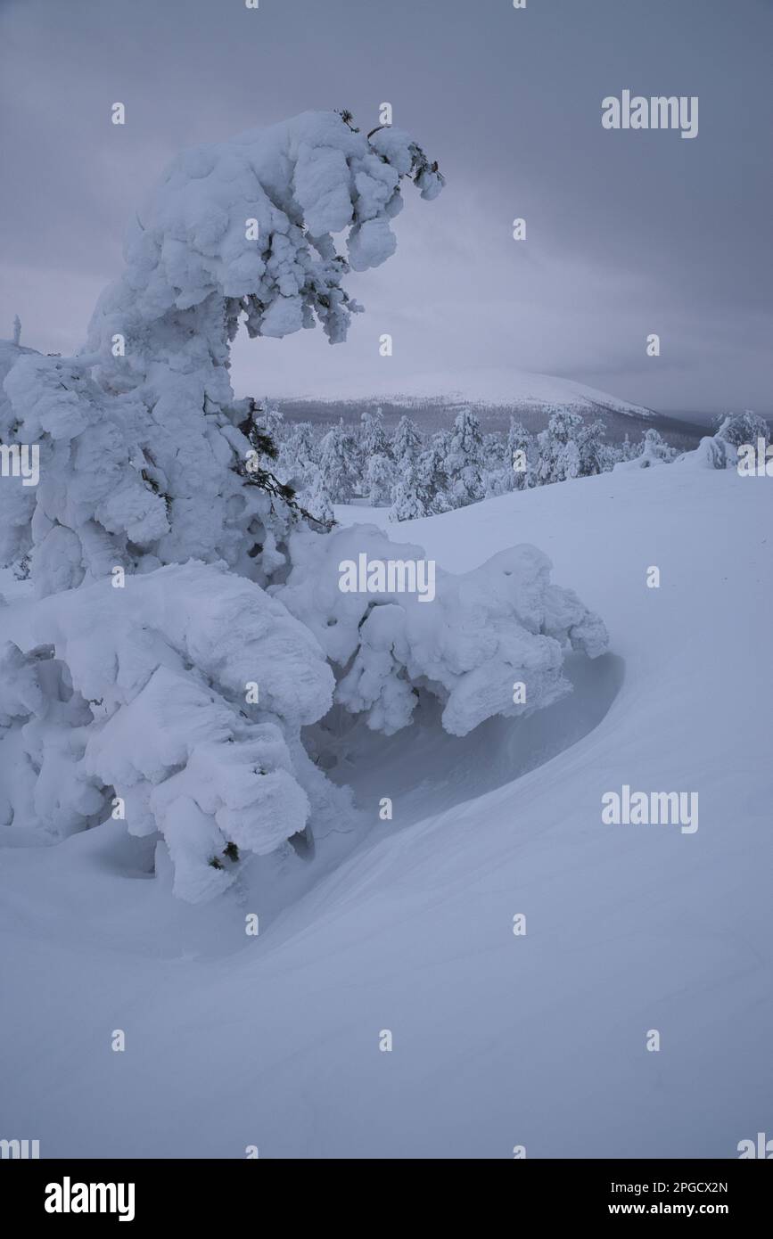 Winter scene in Pallas-Yllästunturi National park, Muonio, Lapland ...