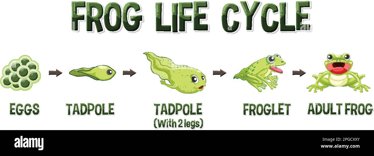 Frog Life Cycle Diagram illustration Stock Vector Image & Art - Alamy