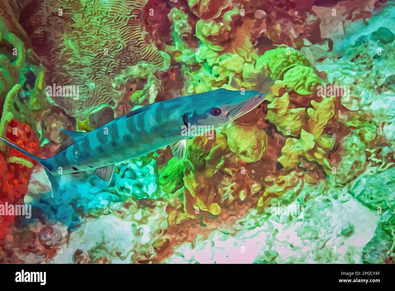 Digitally created watercolor painting of a large Great Barracuda ...