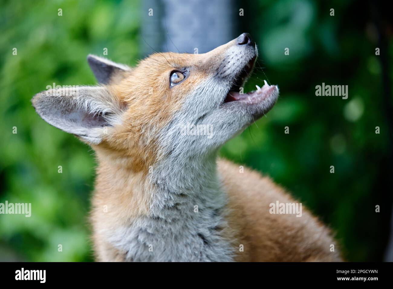 Urban fox cubs exploring the garden Stock Photo - Alamy