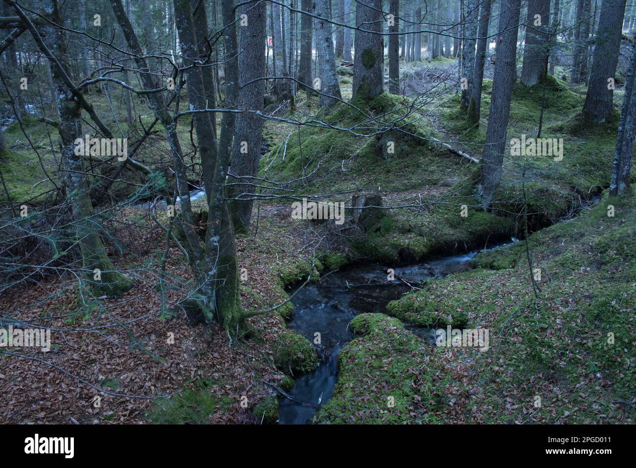 un corso d'acqua in un bosco di montagna Stock Photo - Alamy