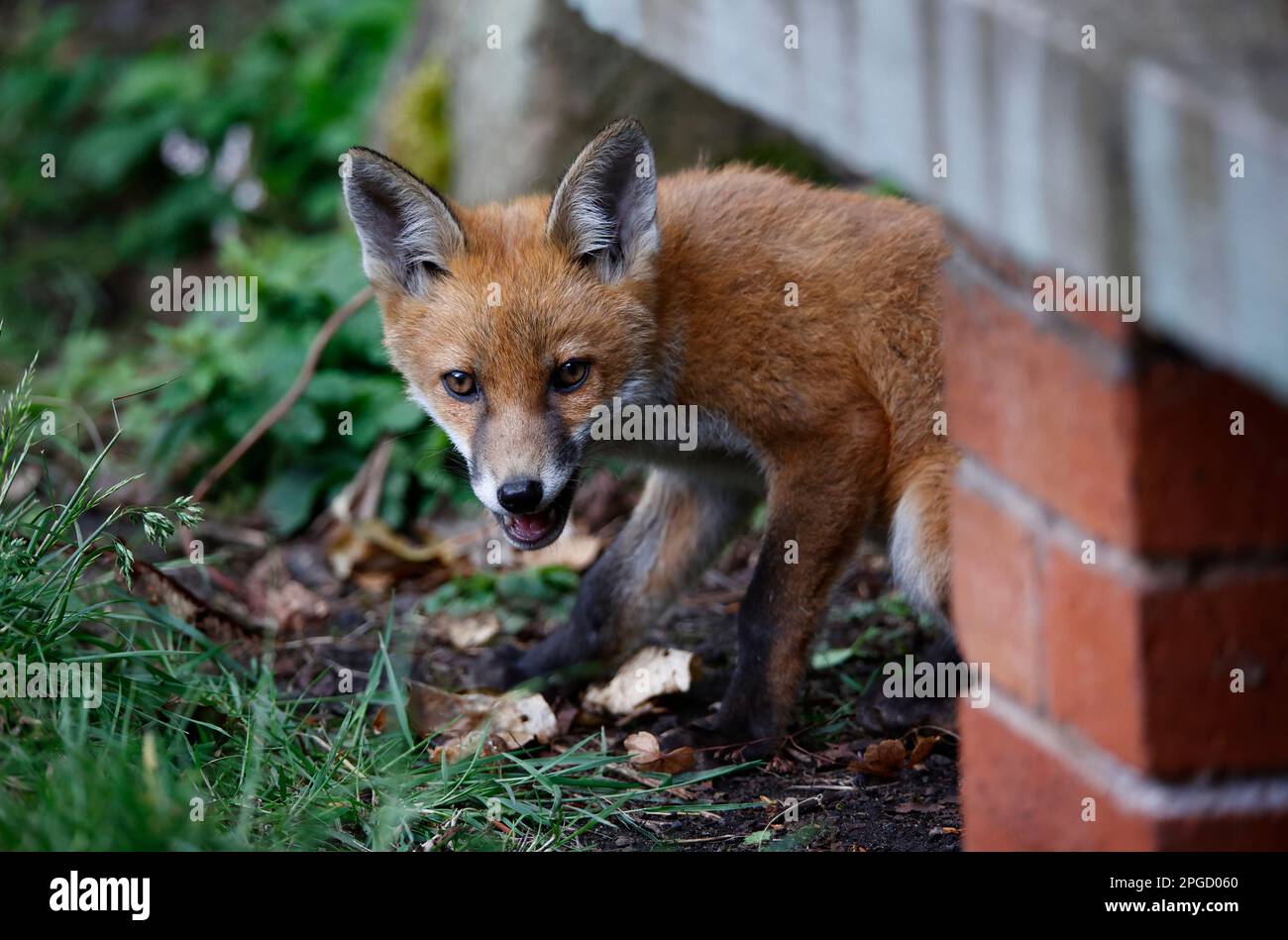 Urban fox cubs exploring the garden Stock Photo - Alamy