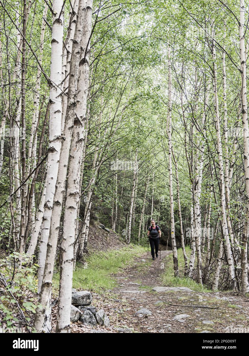 A woman enjoys the tranquil beauty of nature in a Norwegian woodland ...