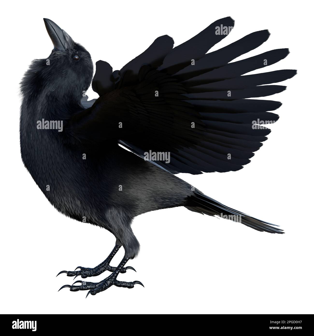 3D rendering of a black crow isolated on white background Stock Photo ...