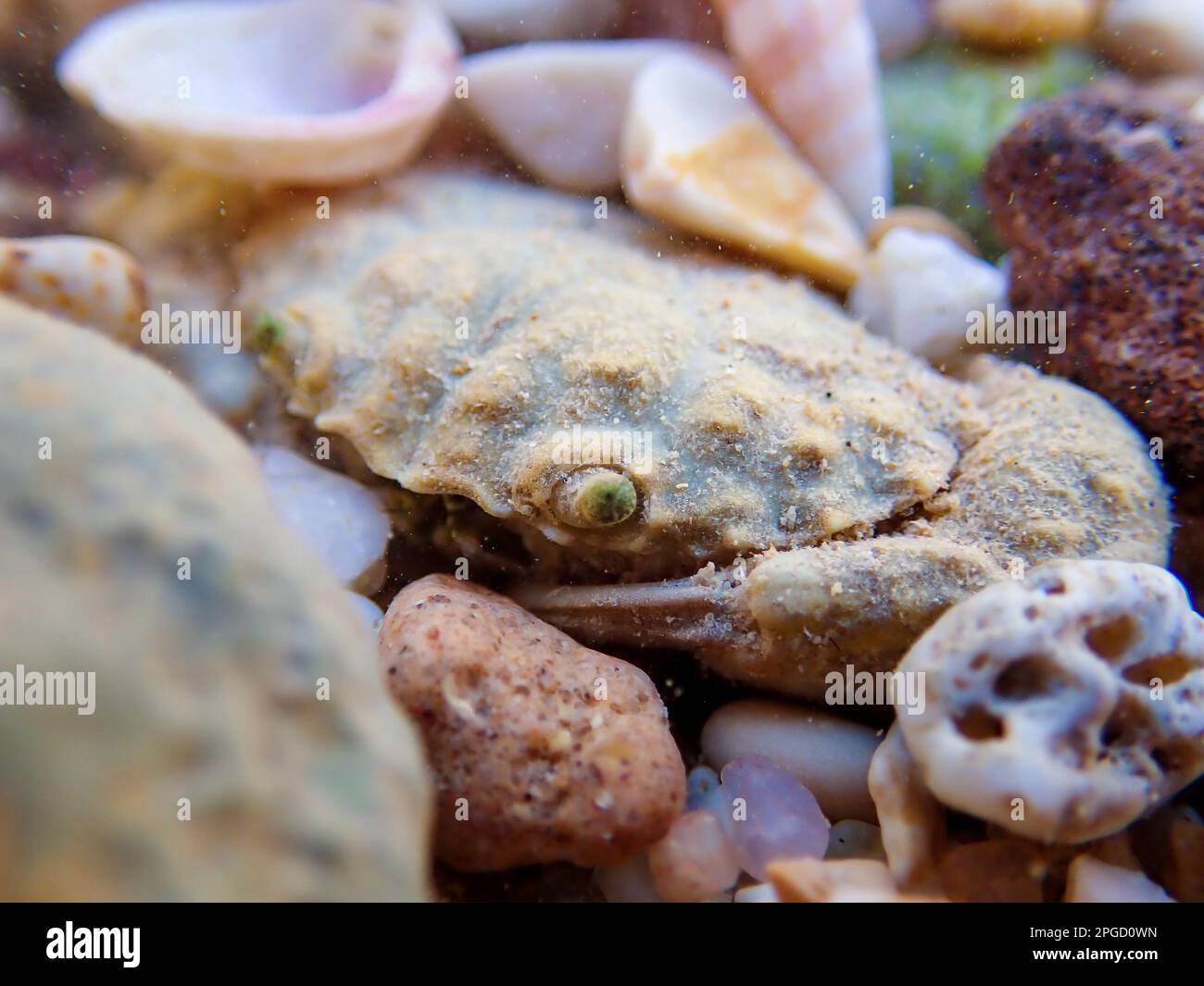 Gulf ocean macro underwater beach hi-res stock photography and images ...