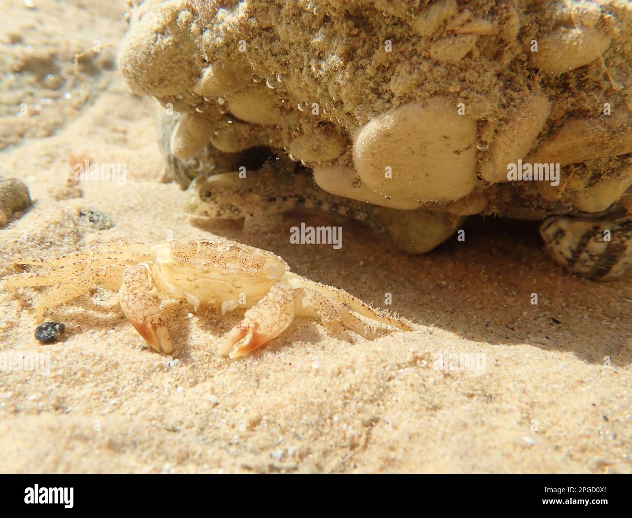 Crab underwater rock hiding hi-res stock photography and images - Alamy