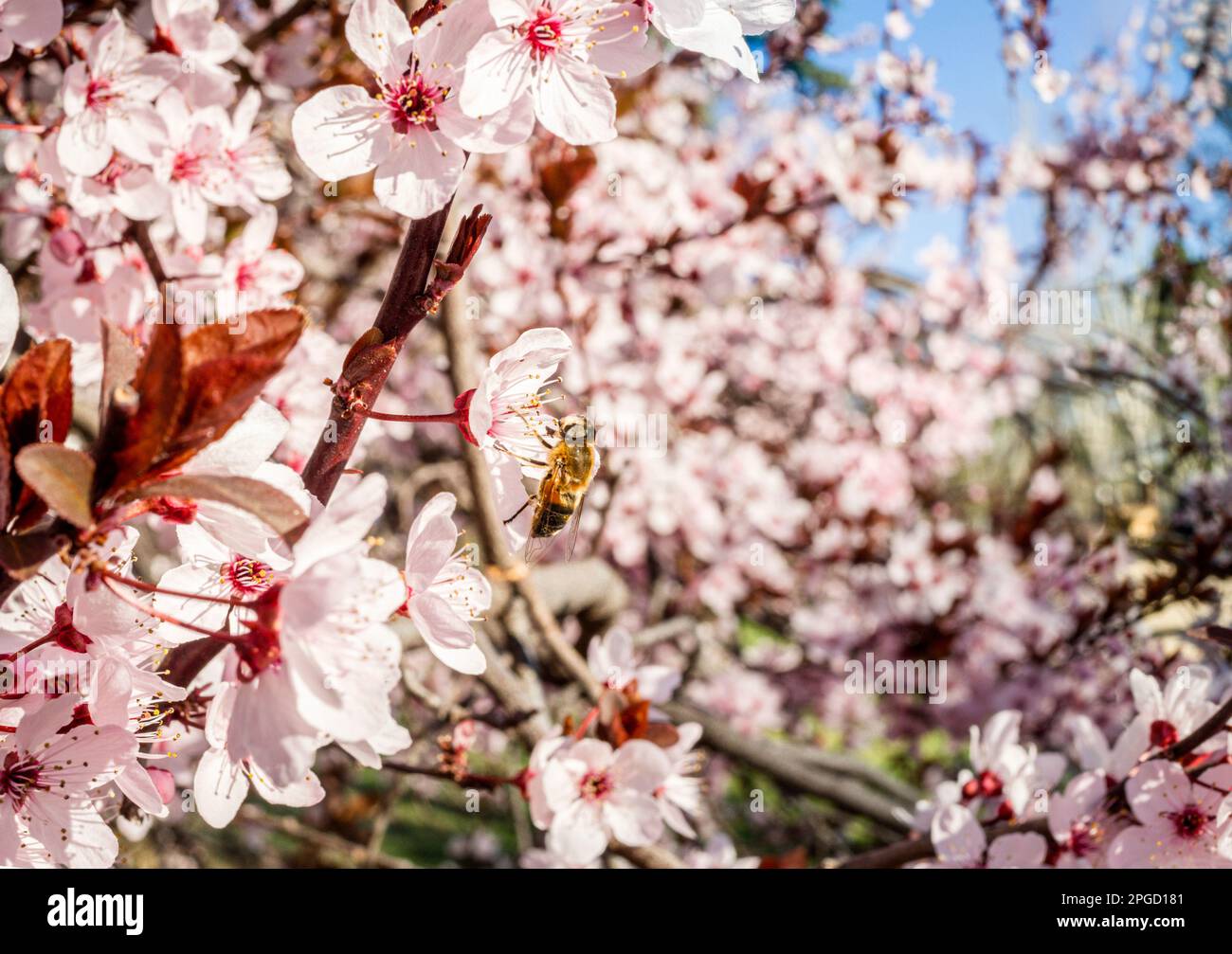 Pollen pollination hi-res stock photography and images - Alamy