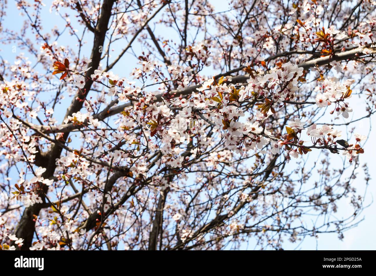 Newborn , Newborn Sakura Flower And A sakura tree and sakura branches ...