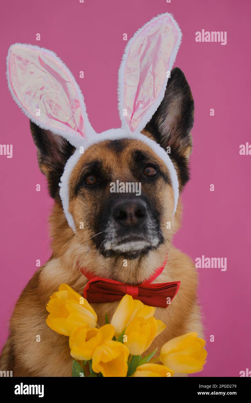 Concept of pet celebrating Catholic Easter in hare costume. German ...