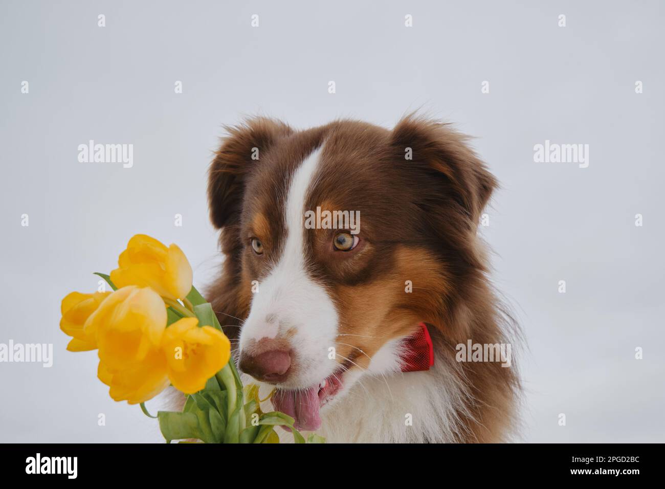Brown Australian Shepherd with bouquet yellow tulips meets spring ...