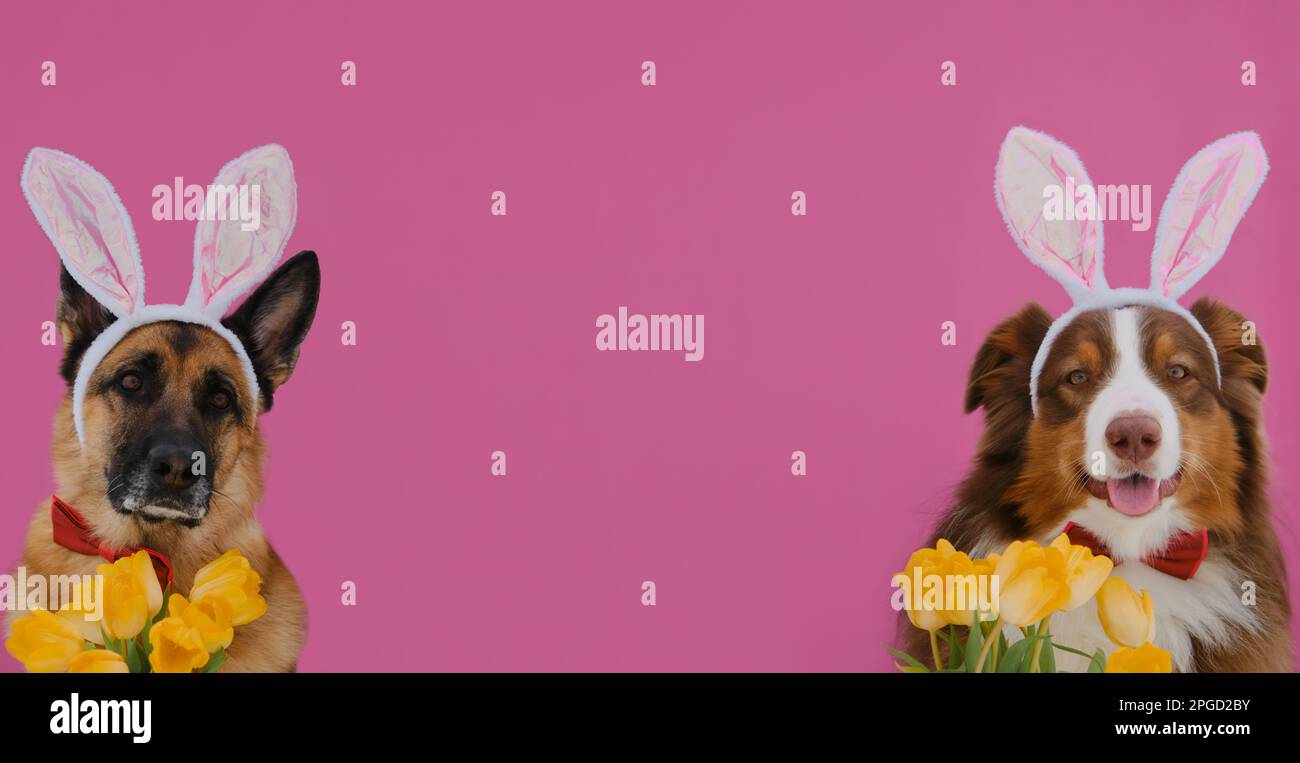 Concept pets celebrates Catholic Easter in hare costume. German and ...